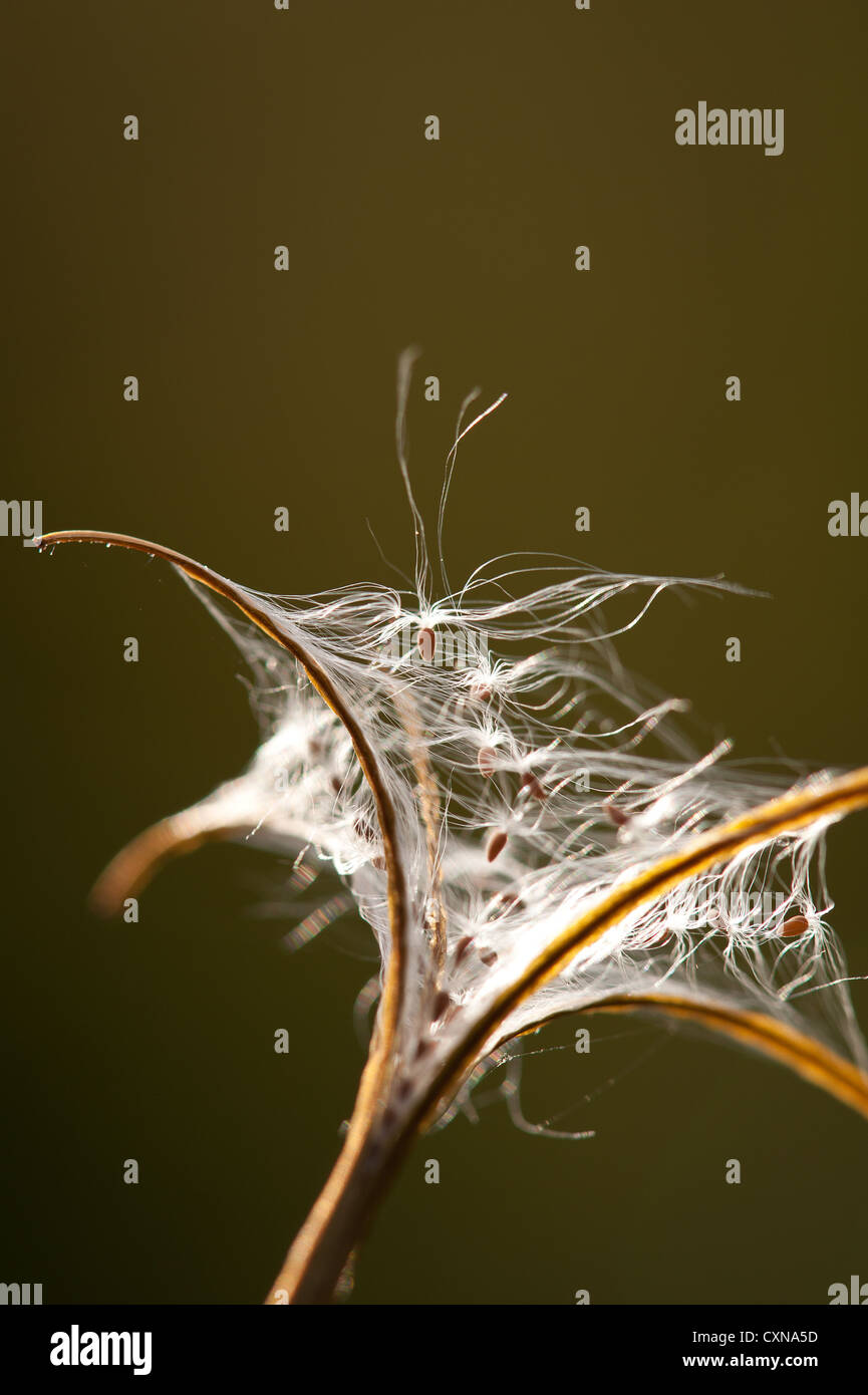 Rosebay willow herb (Epilobium angustifolium) seed case discharging ...