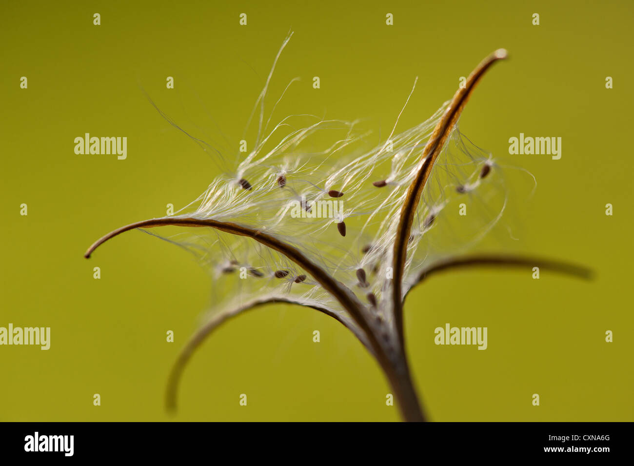 Rosebay willow herb (Epilobium angustifolium) seed case discharging ...