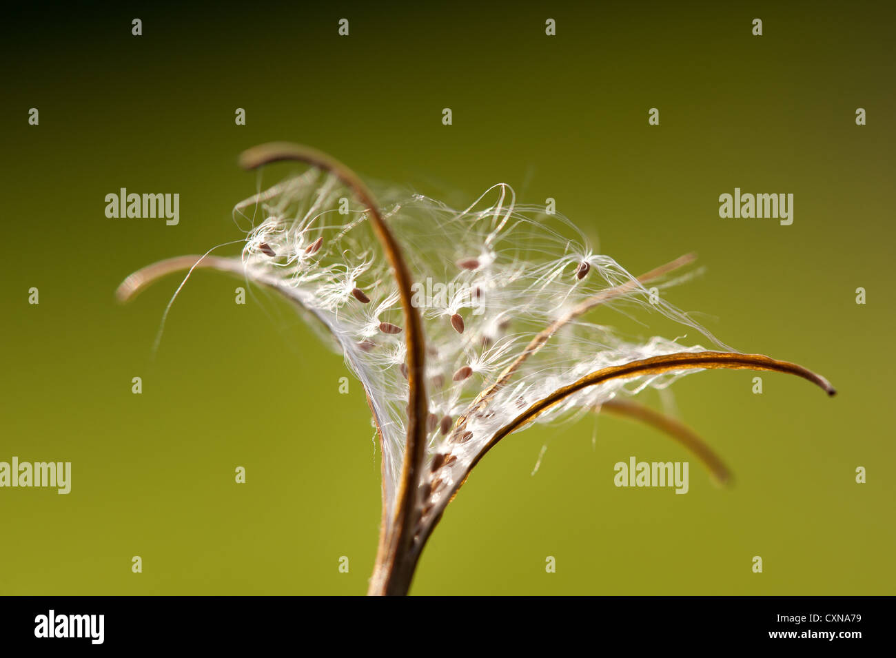 Airborne Seed Stock Photos & Airborne Seed Stock Images - Alamy