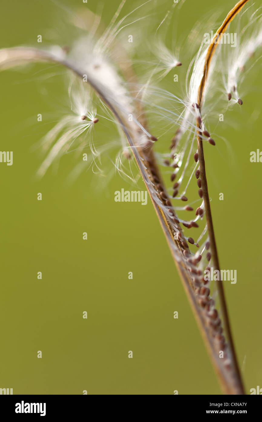 Rosebay willow herb (Epilobium angustifolium) seed case discharging ...