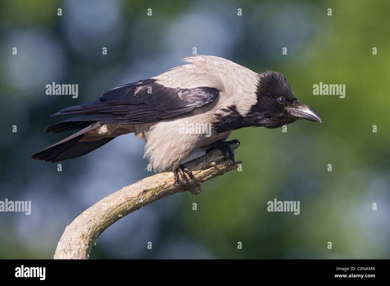 Hooded crow on tree branch hi-res stock photography and images - Alamy