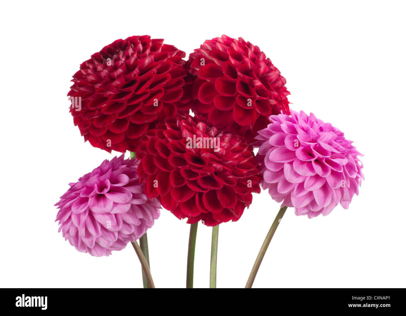Dahlia single flower on Cut Out Stock Images & Pictures - Alamy