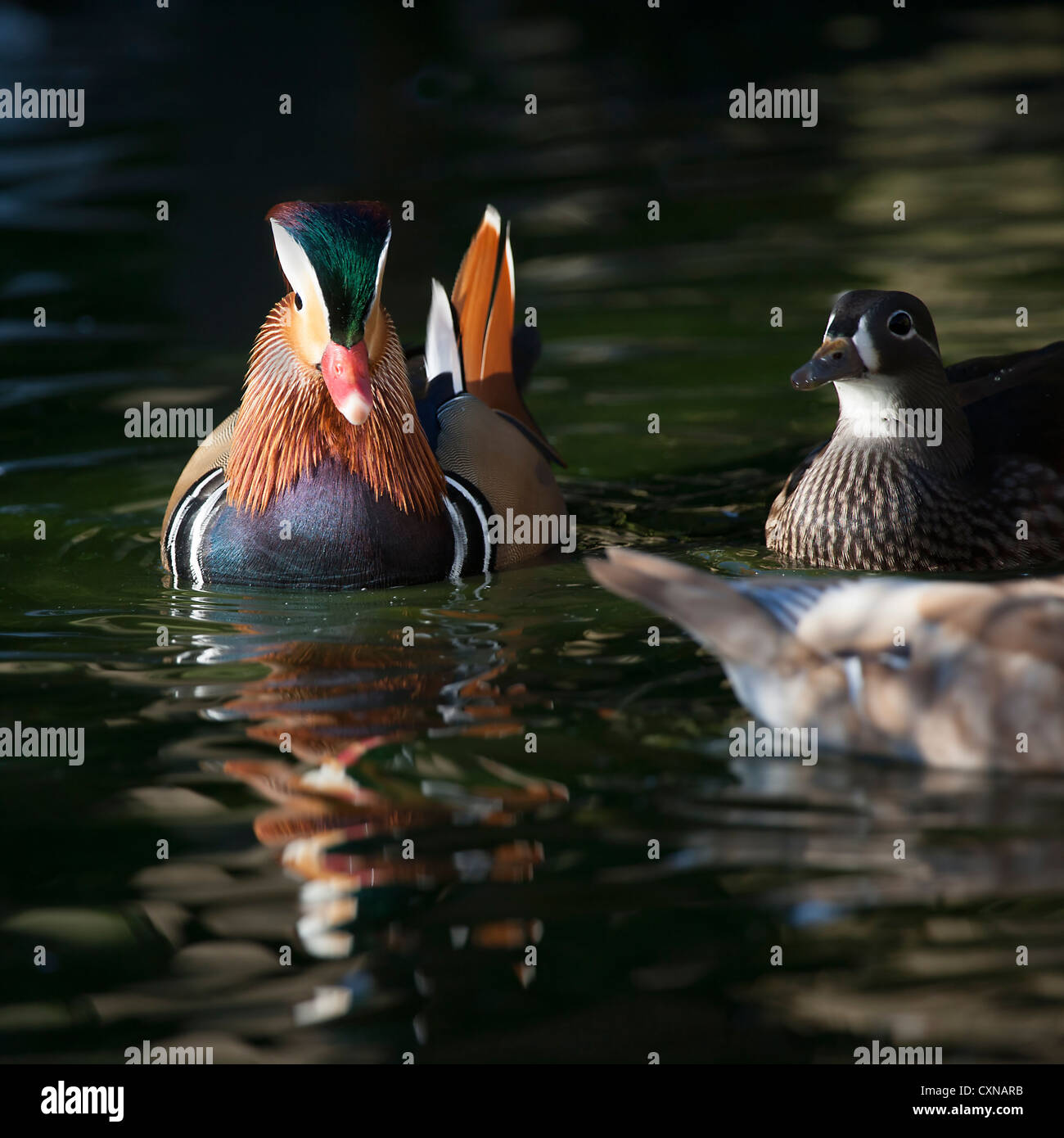 Drake Mandarin Duck. Anatidae Aix (galericulata Stock Photo - Alamy