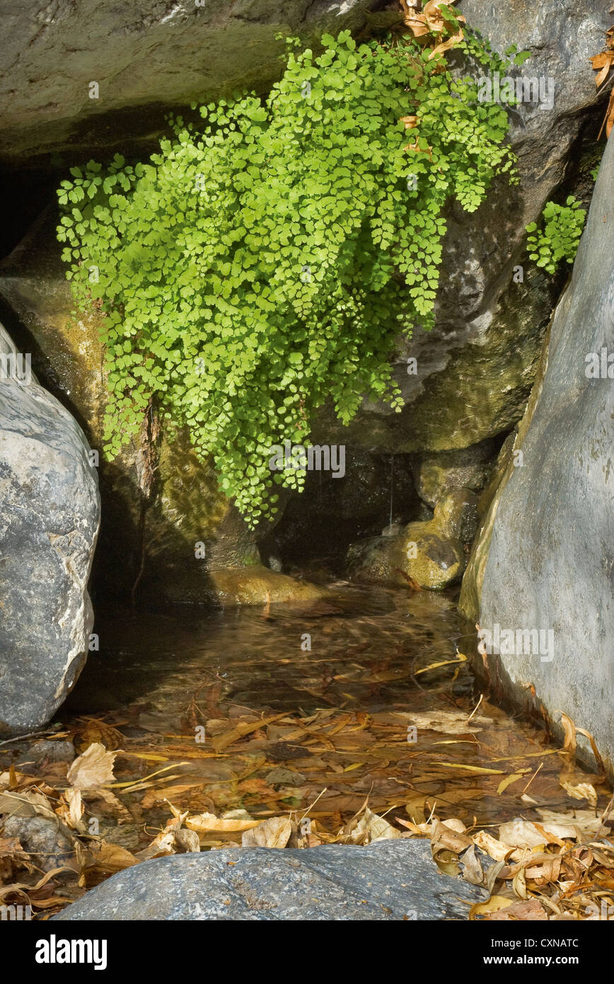 Desert garden ranch hi-res stock photography and images - Alamy