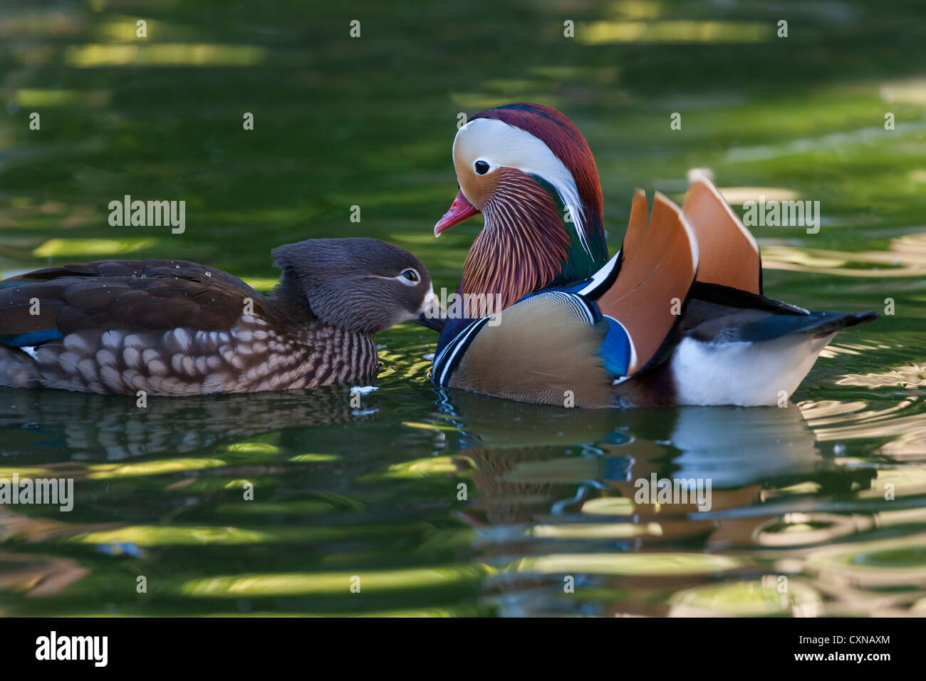 Drake Mandarin Duck. Anatidae Aix (galericulata Stock Photo - Alamy