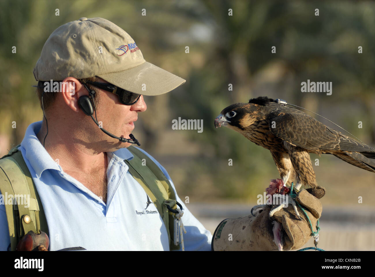 Desert Hawk Stock Photos & Desert Hawk Stock Images - Alamy