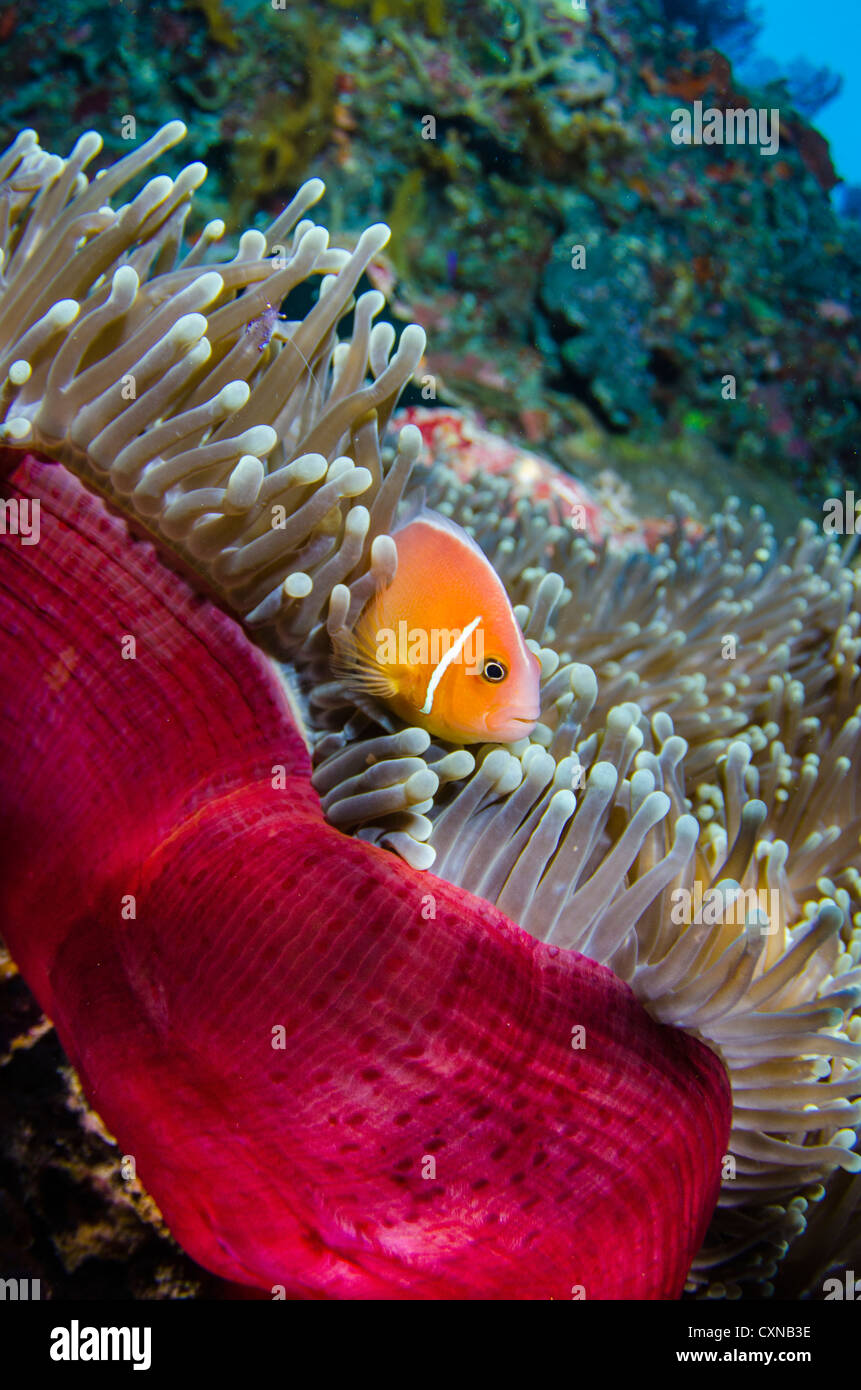 Palau big drop off hi-res stock photography and images - Alamy