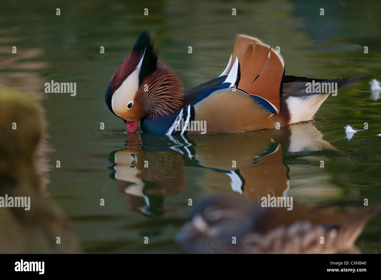 Drake Mandarin Duck. Anatidae Aix (galericulata Stock Photo - Alamy