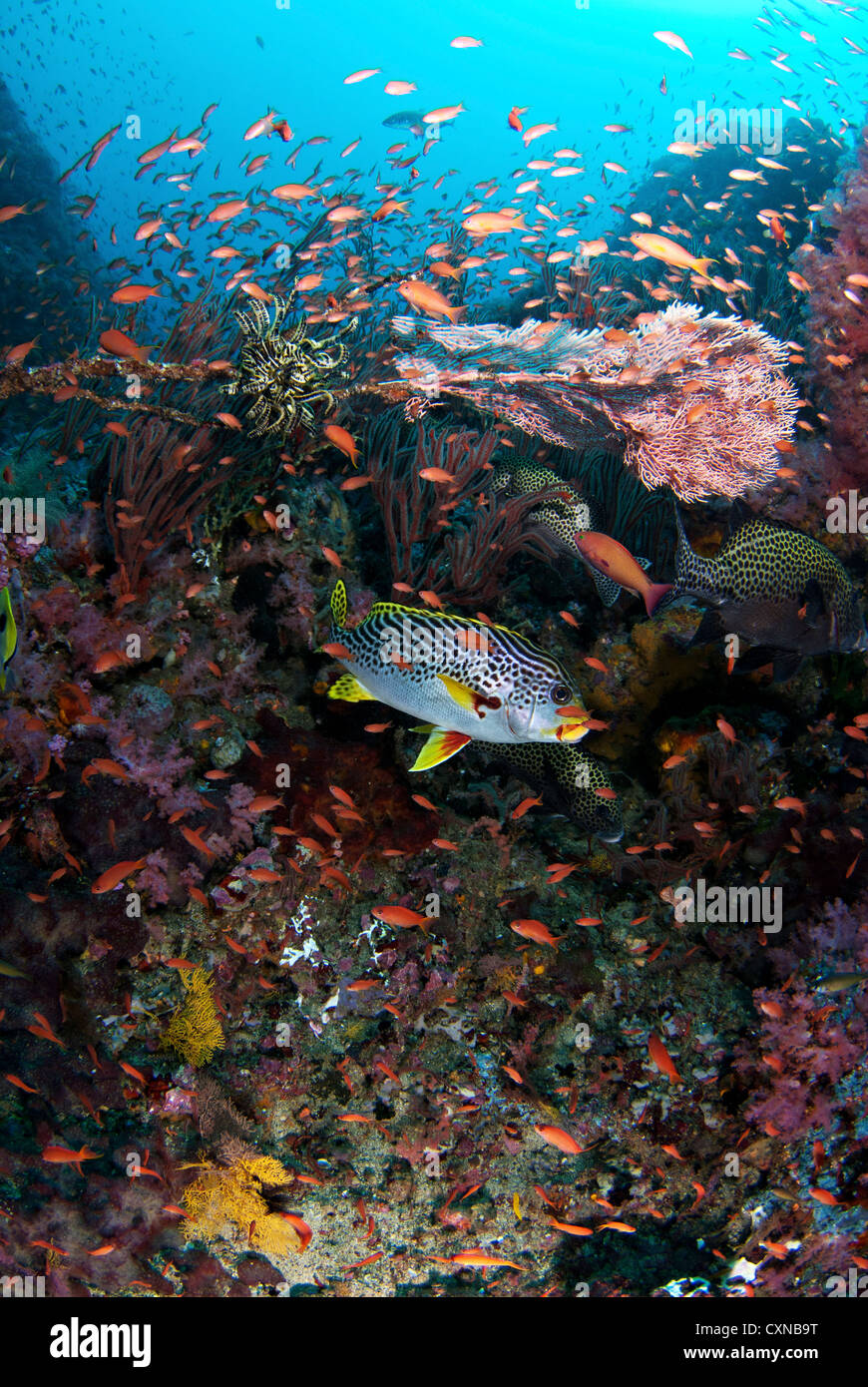 Tropical reef scene, Canyons, Puerto Galera Philippines Stock Photo - Alamy