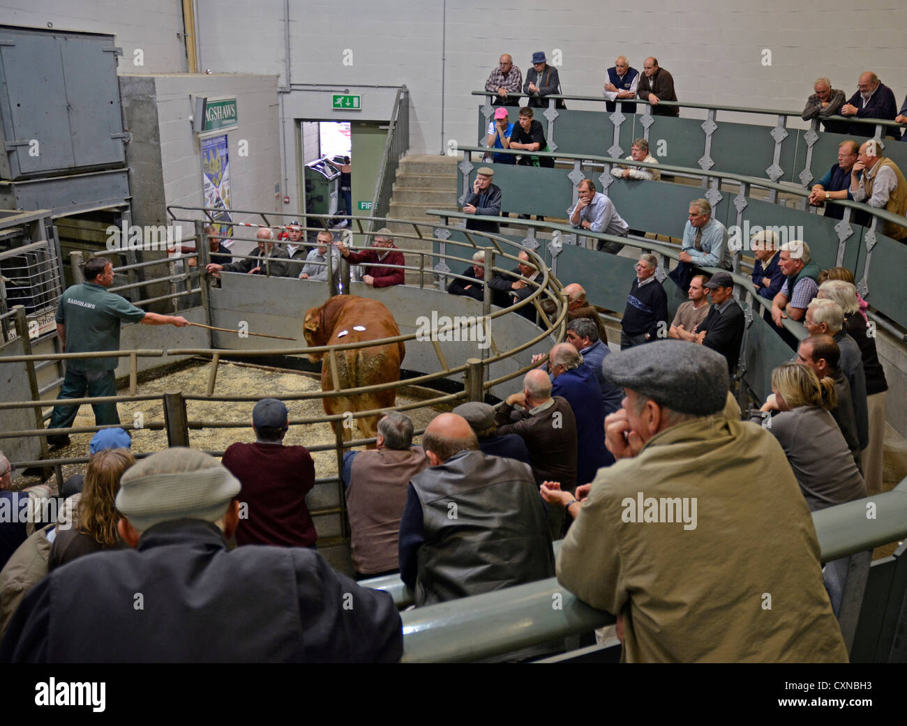 animal ring at livestock auction room bakewell derbyshire Stock Photo ...