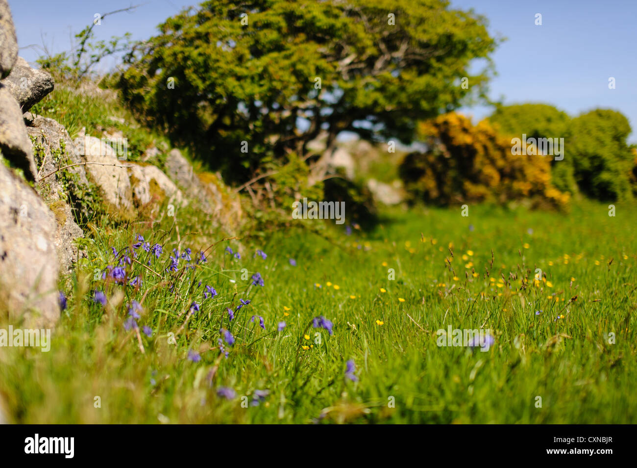 Cornwall field hi-res stock photography and images - Alamy