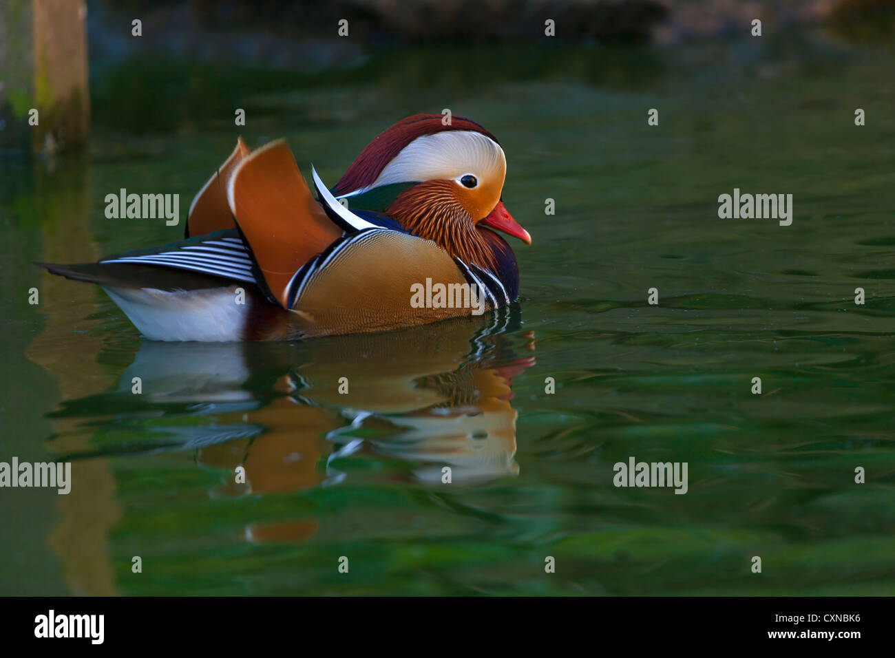 Drake Mandarin Duck. Anatidae Aix (galericulata Stock Photo - Alamy