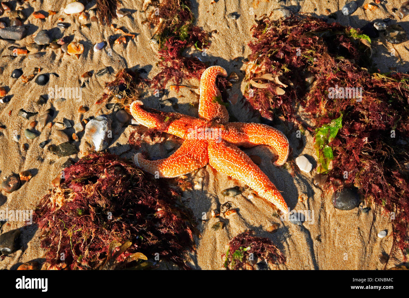 A common starfish stranded on the shoreline at Mundesley-on-Sea ...