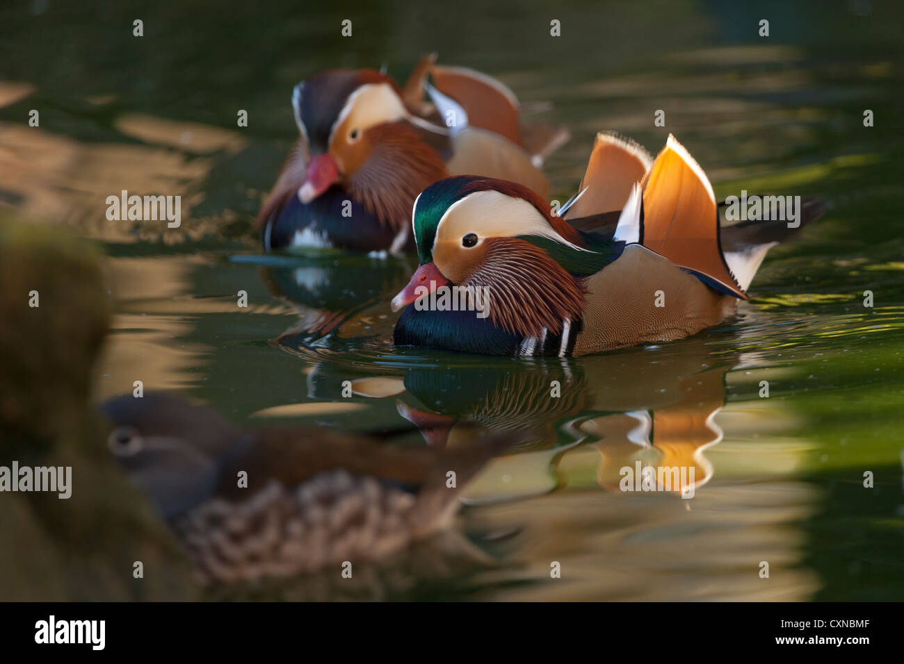 Drake Mandarin Duck. Anatidae Aix (galericulata Stock Photo - Alamy