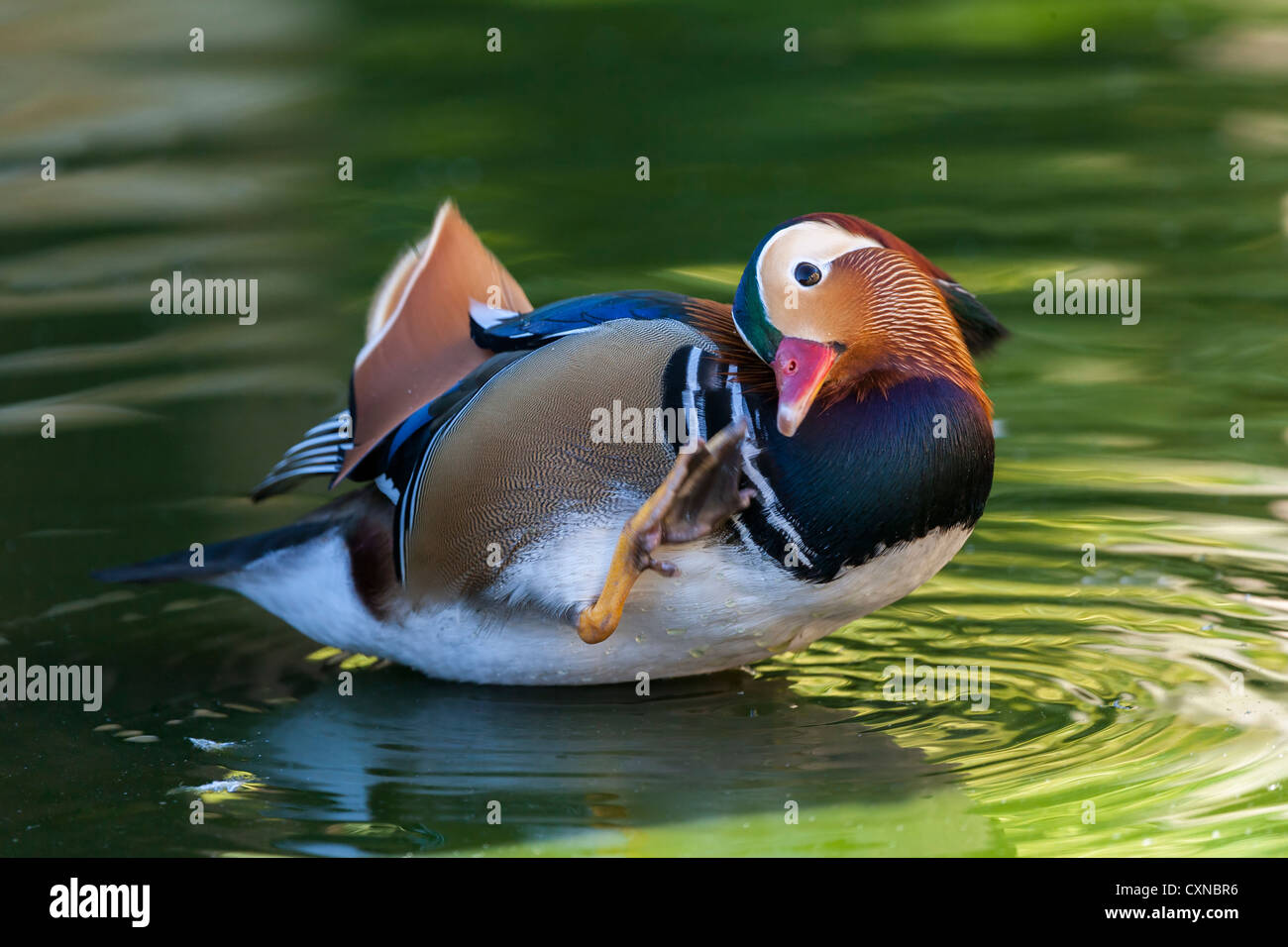 Drake Mandarin Duck. Anatidae Aix (galericulata Stock Photo - Alamy