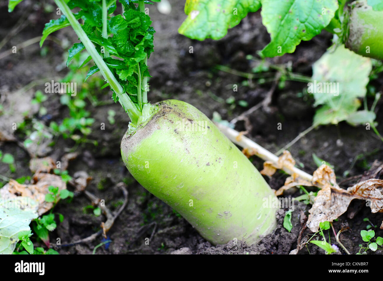 Radish root field hi-res stock photography and images - Alamy