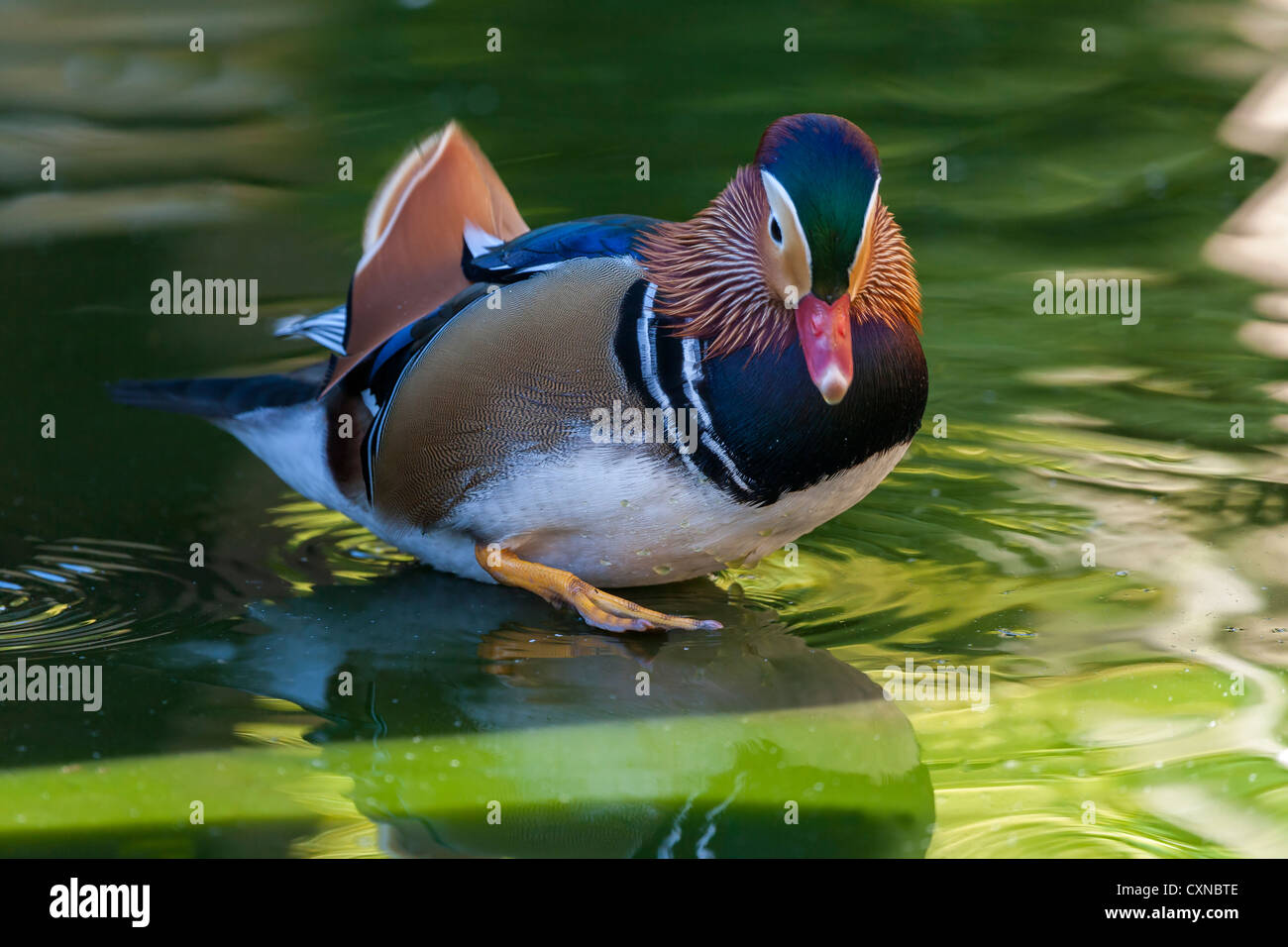 Drake Mandarin Duck. Anatidae Aix (galericulata Stock Photo - Alamy