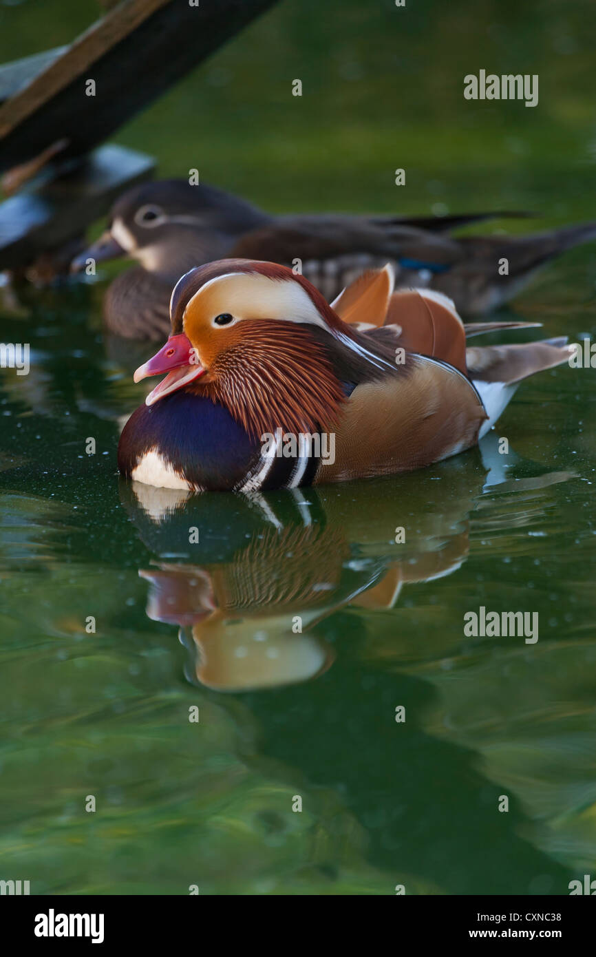 Drake Mandarin Duck. Anatidae Aix (galericulata Stock Photo - Alamy