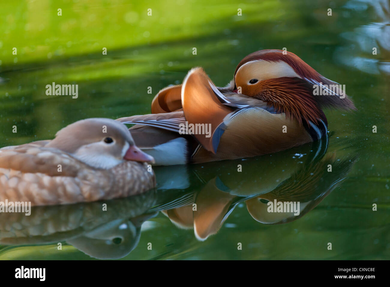 Drake Mandarin Duck. Anatidae Aix (galericulata Stock Photo - Alamy