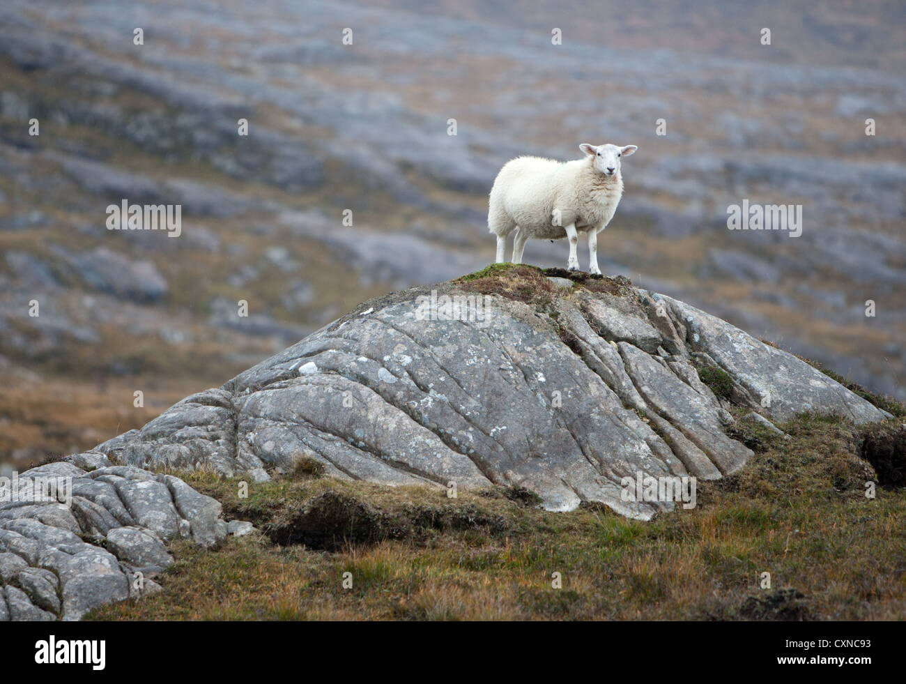 sheep standing on rock on Isle of Harris, Hebrides, Scotland Stock ... sheep standing on rock on Isle of Harris, Hebrides, Scotland Stock ...
