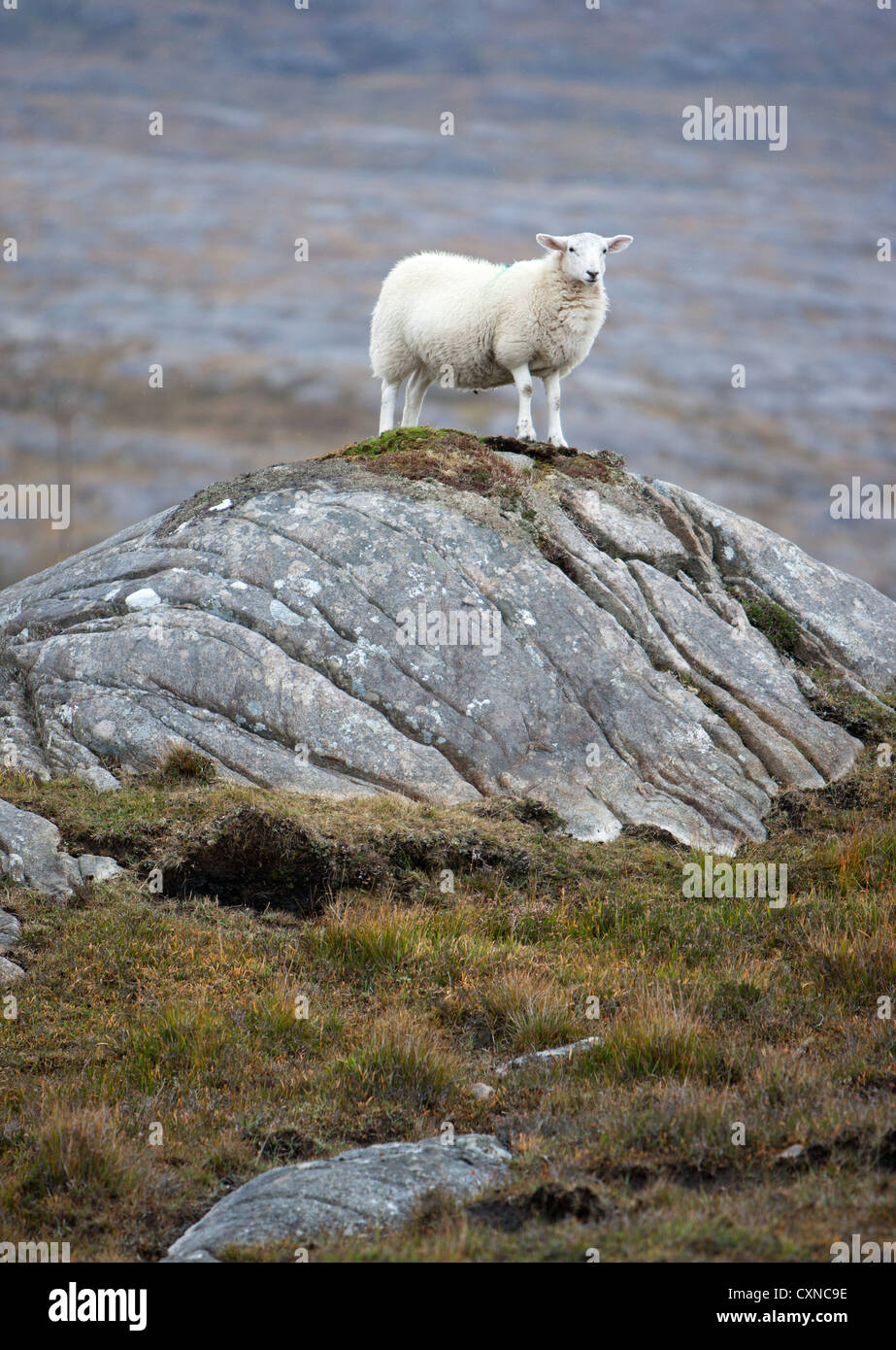 Lewis And Harris Sheep High Resolution Stock Photography and Images - Alamy