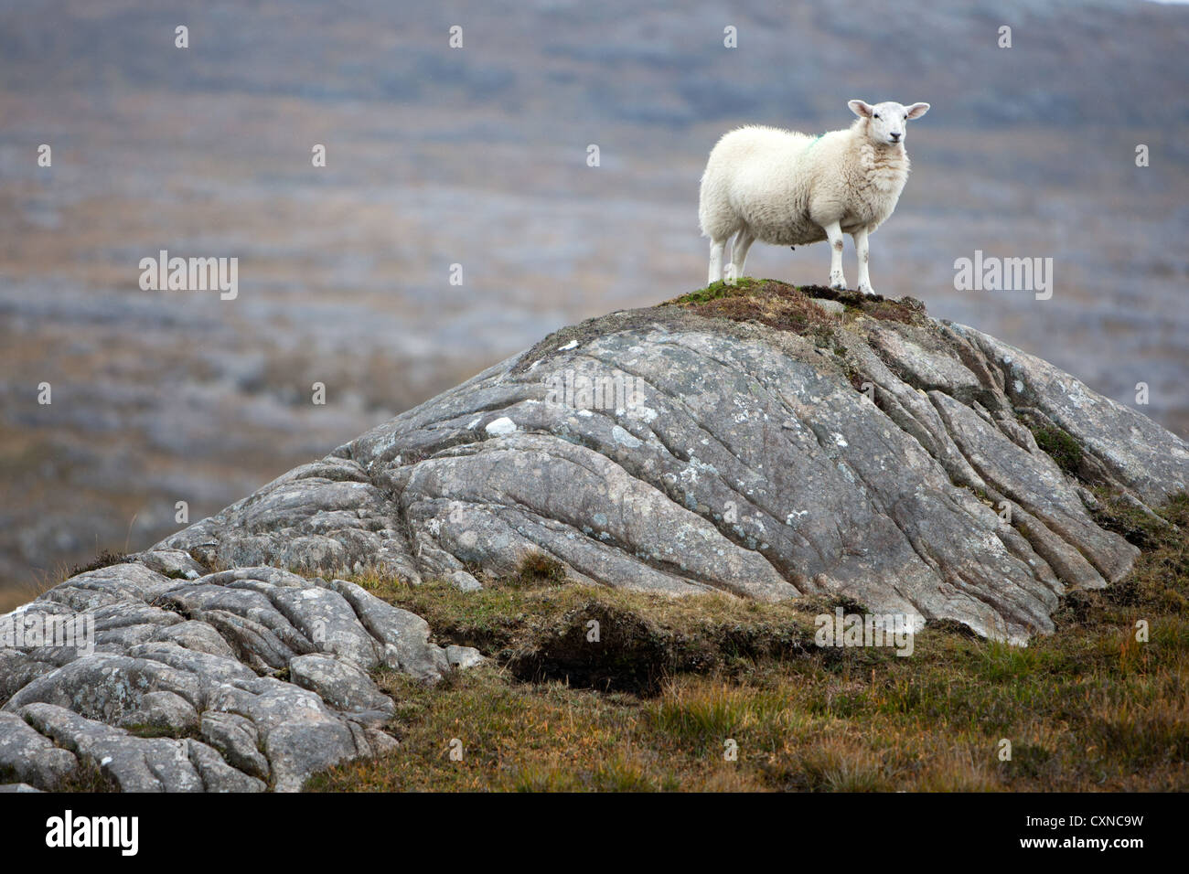 Lewis And Harris Sheep High Resolution Stock Photography and Images - Alamy