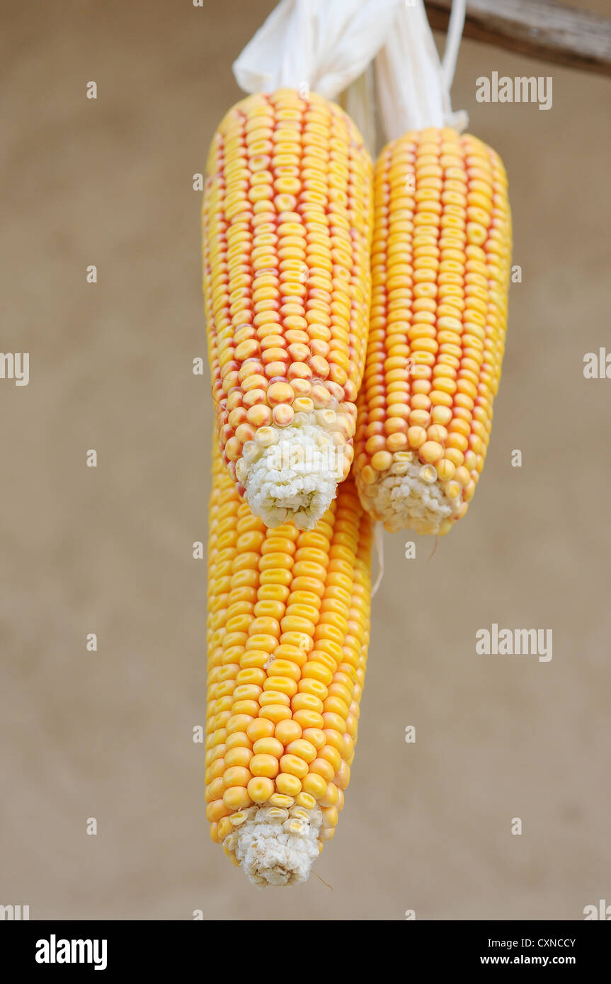 Corn Harvest Pile High Resolution Stock Photography and Images - Alamy