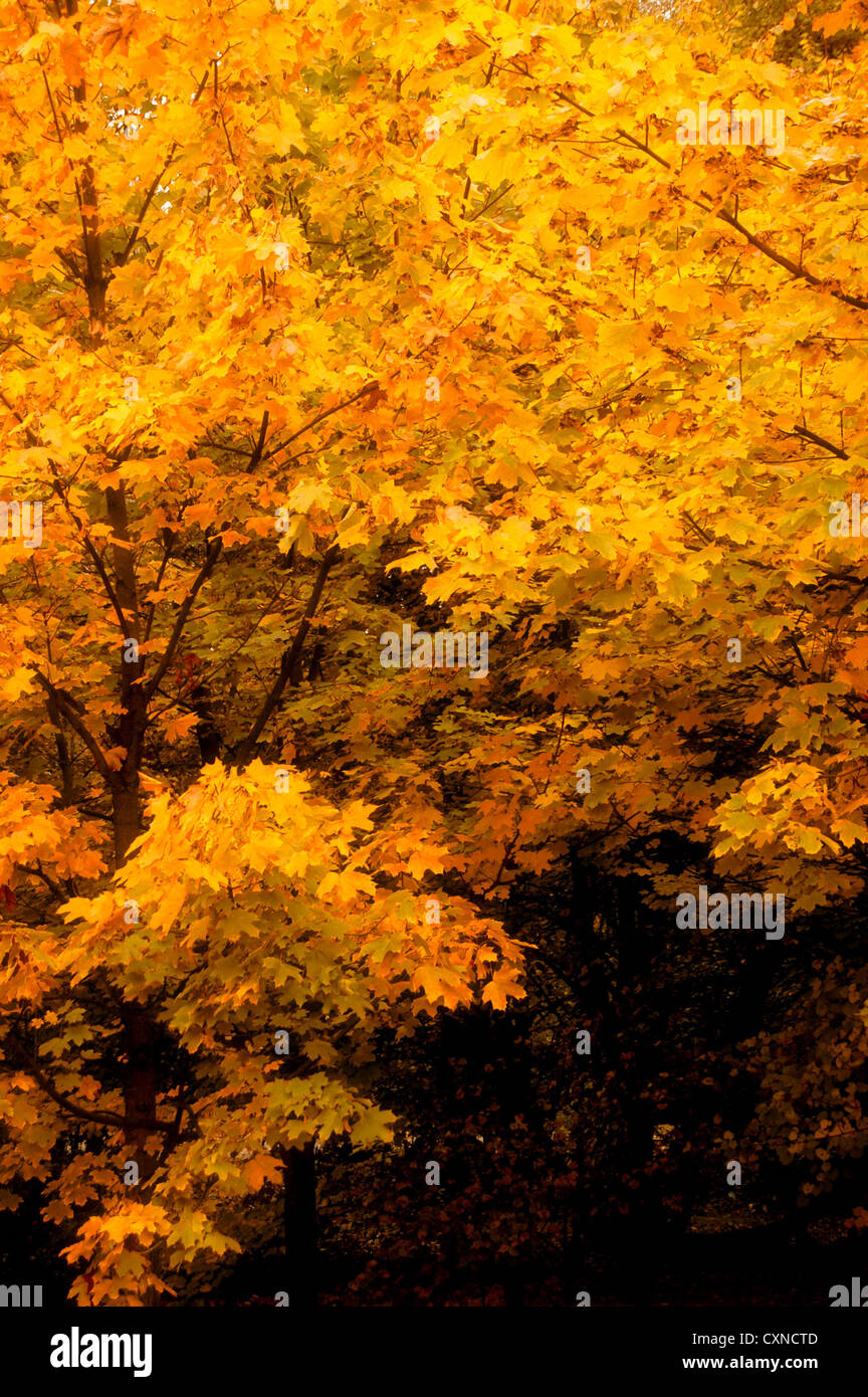 maple trees in autumn Stock Photo - Alamy
