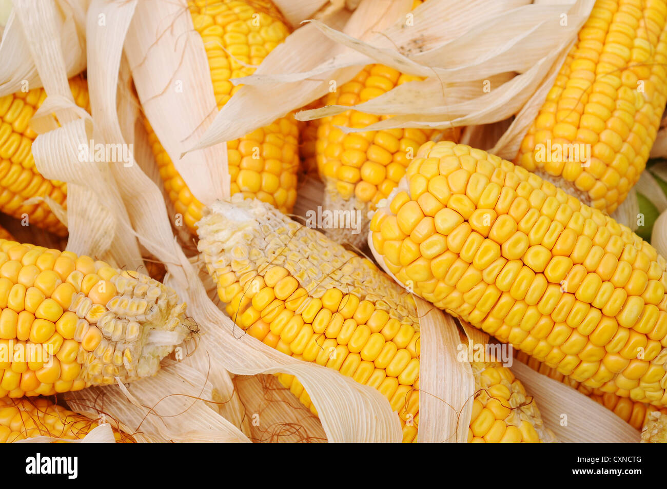 Pile of corn cobs in autumn Stock Photo - Alamy