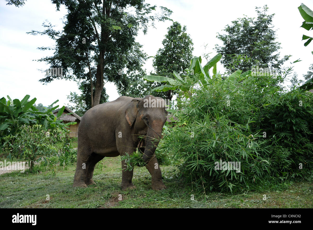 Elephant conservation center hi-res stock photography and images - Alamy