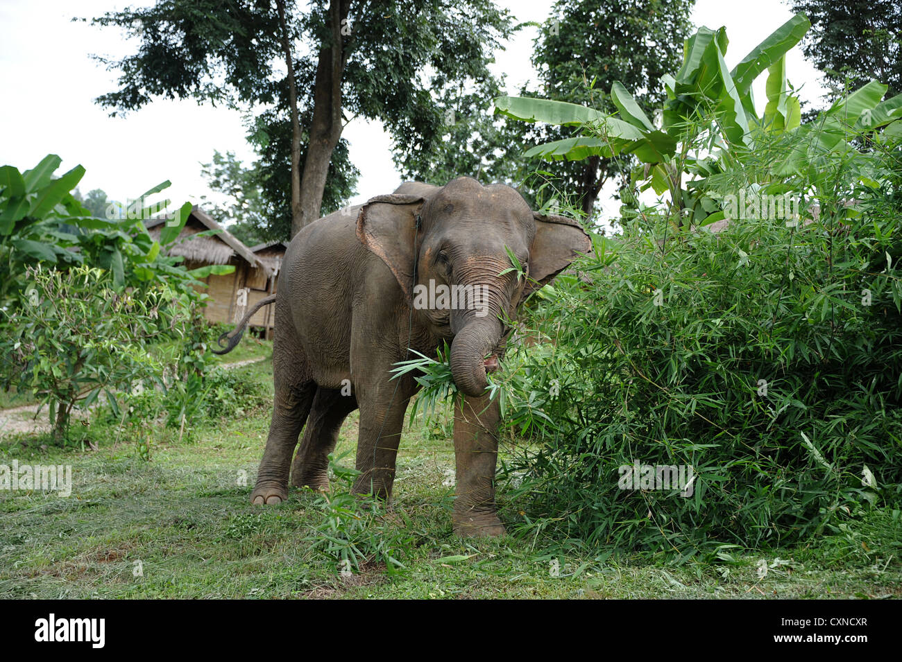 Elephant life in the Elephant Conservation Center in Laos, Southeast ...
