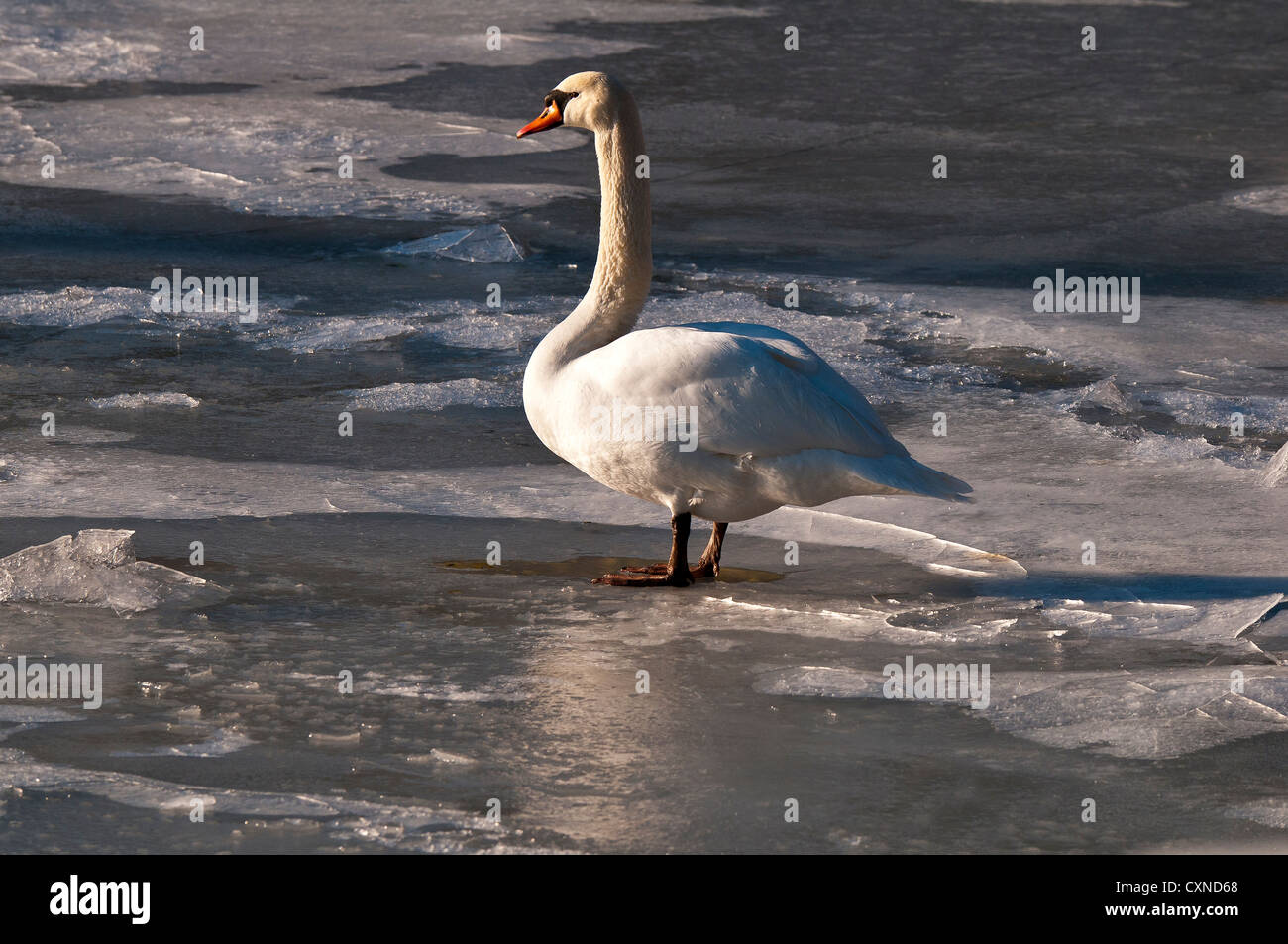 A swan walking on ice Stock Photo - Alamy