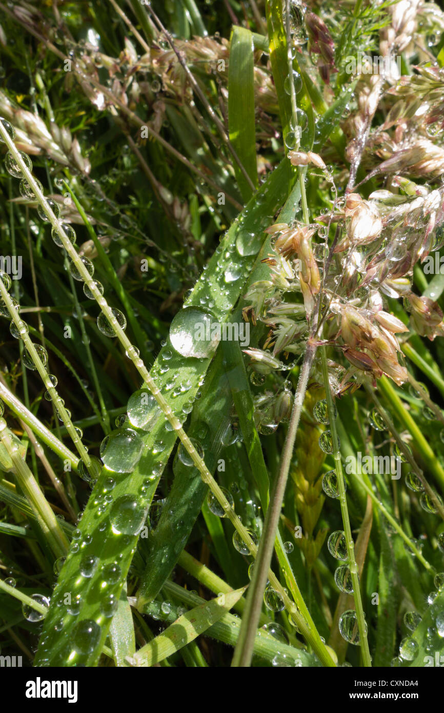 Perfect water drops from rain on summer grass in sunshine Stock Photo ...