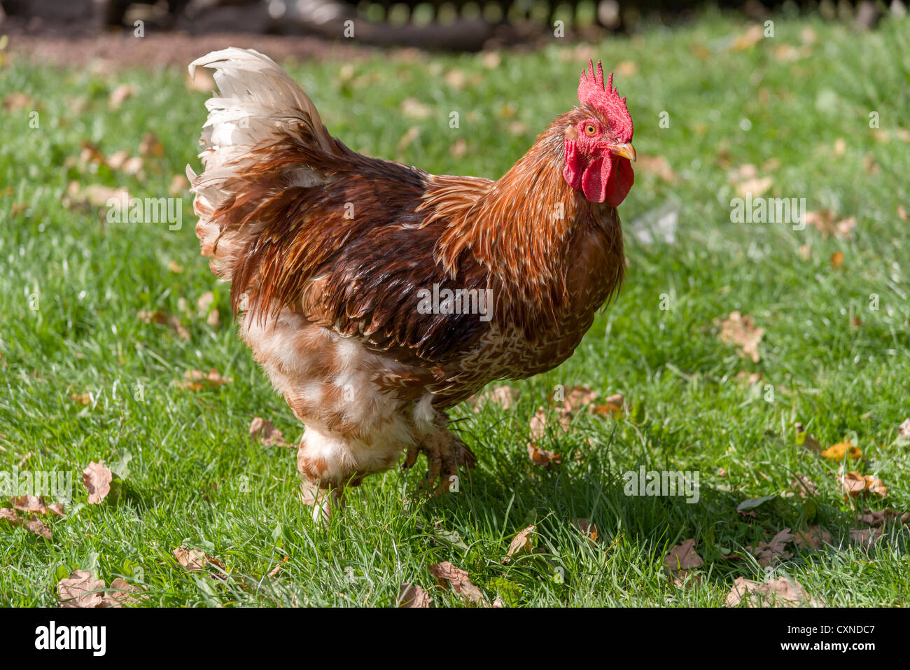 Cockerel Chicken High Resolution Stock Photography and Images - Alamy