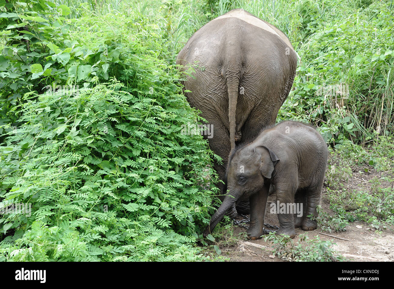 Elephant life in the Elephant Conservation Center in Laos, Southeast ...