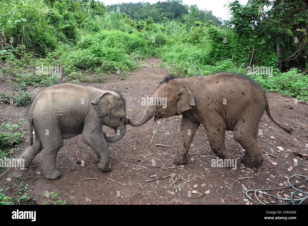 Baby elephants meet in The Elephant Conservation Center in Laos Stock ...