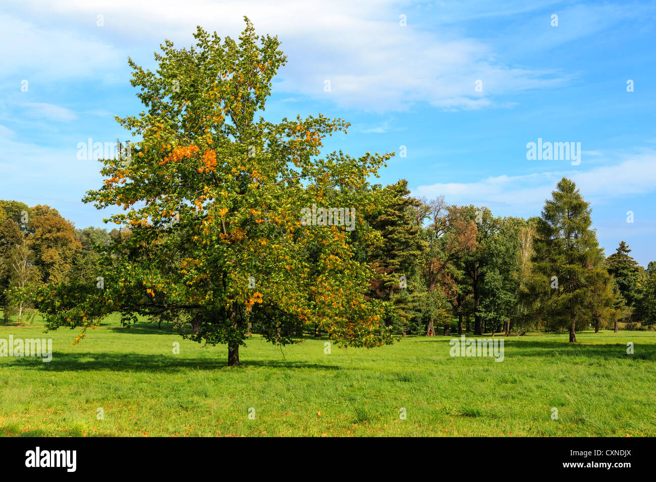 Early autumn tree Stock Photo - Alamy