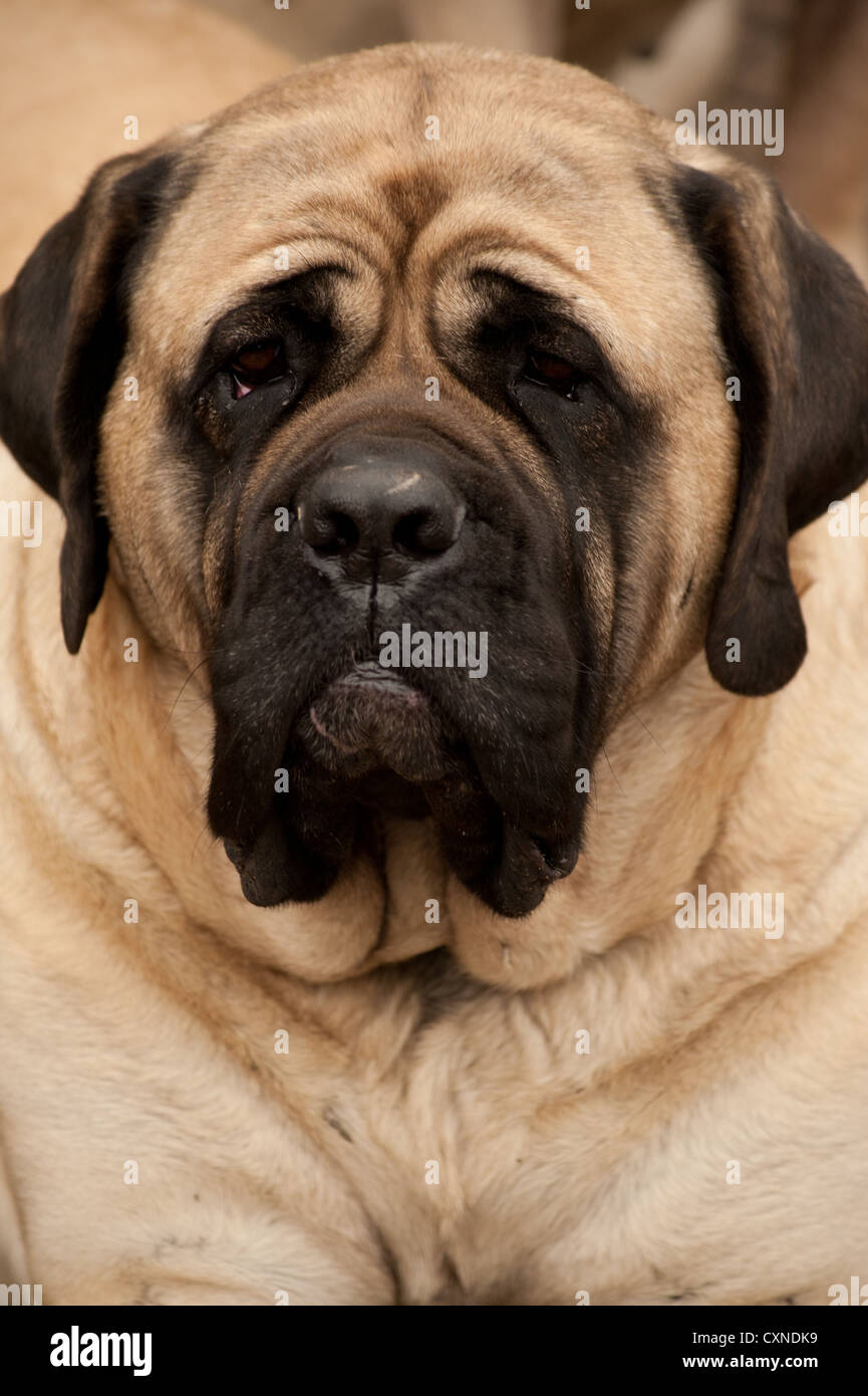 Bullmastiff male hi-res stock photography and images - Alamy