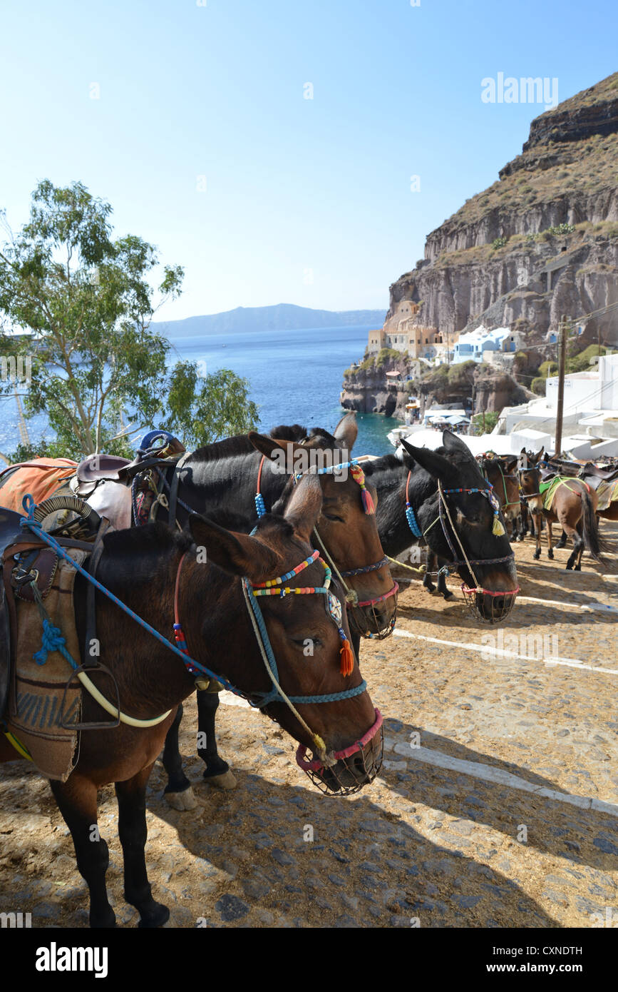 Santorini donkey rides hi-res stock photography and images - Alamy
