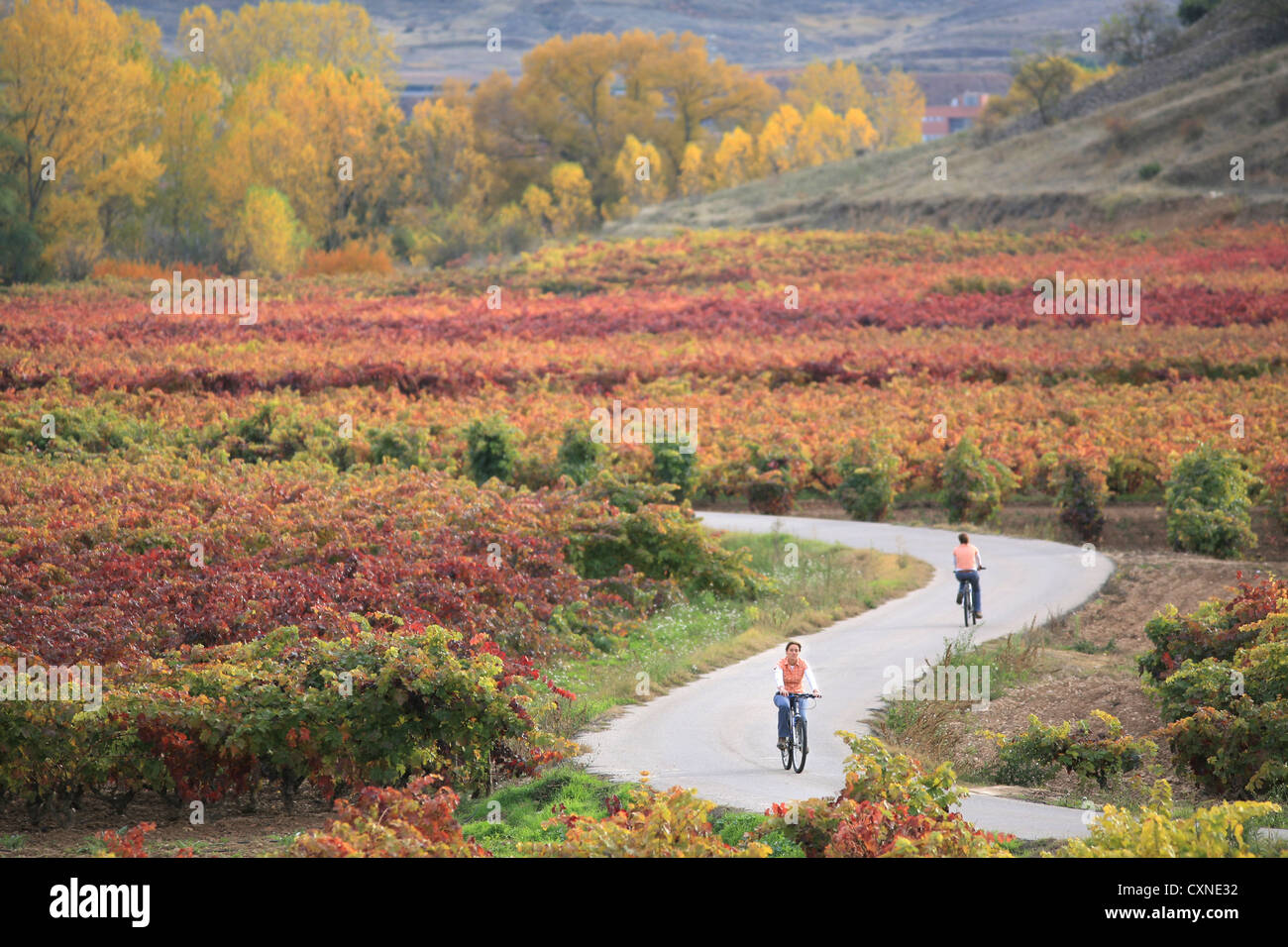 Autumn colors, Cycling in Rioja wine region, Spain, Europe Stock Photo ...