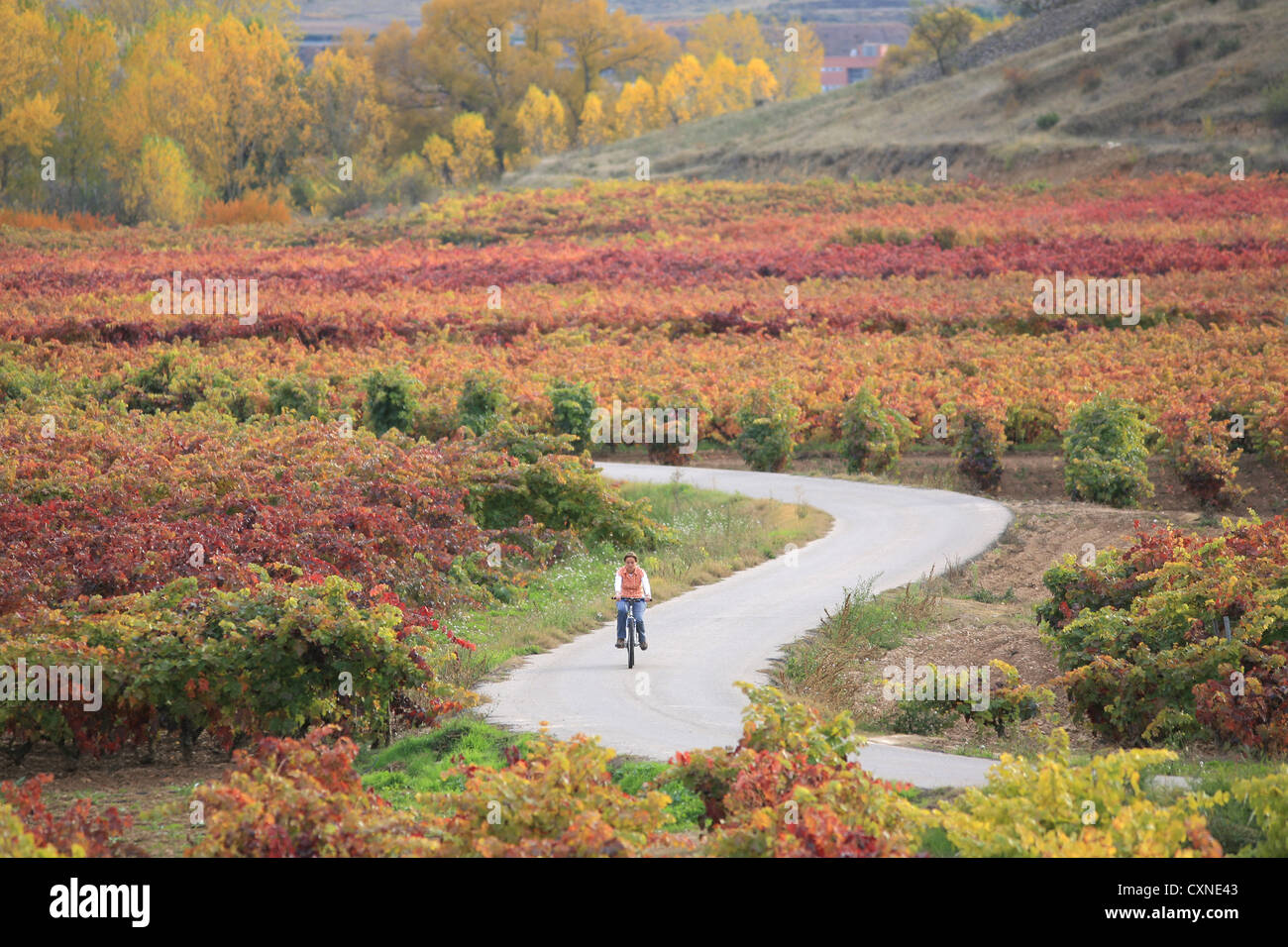 Autumn colors, Cycling in Rioja wine region, Spain, Europe Stock Photo ...