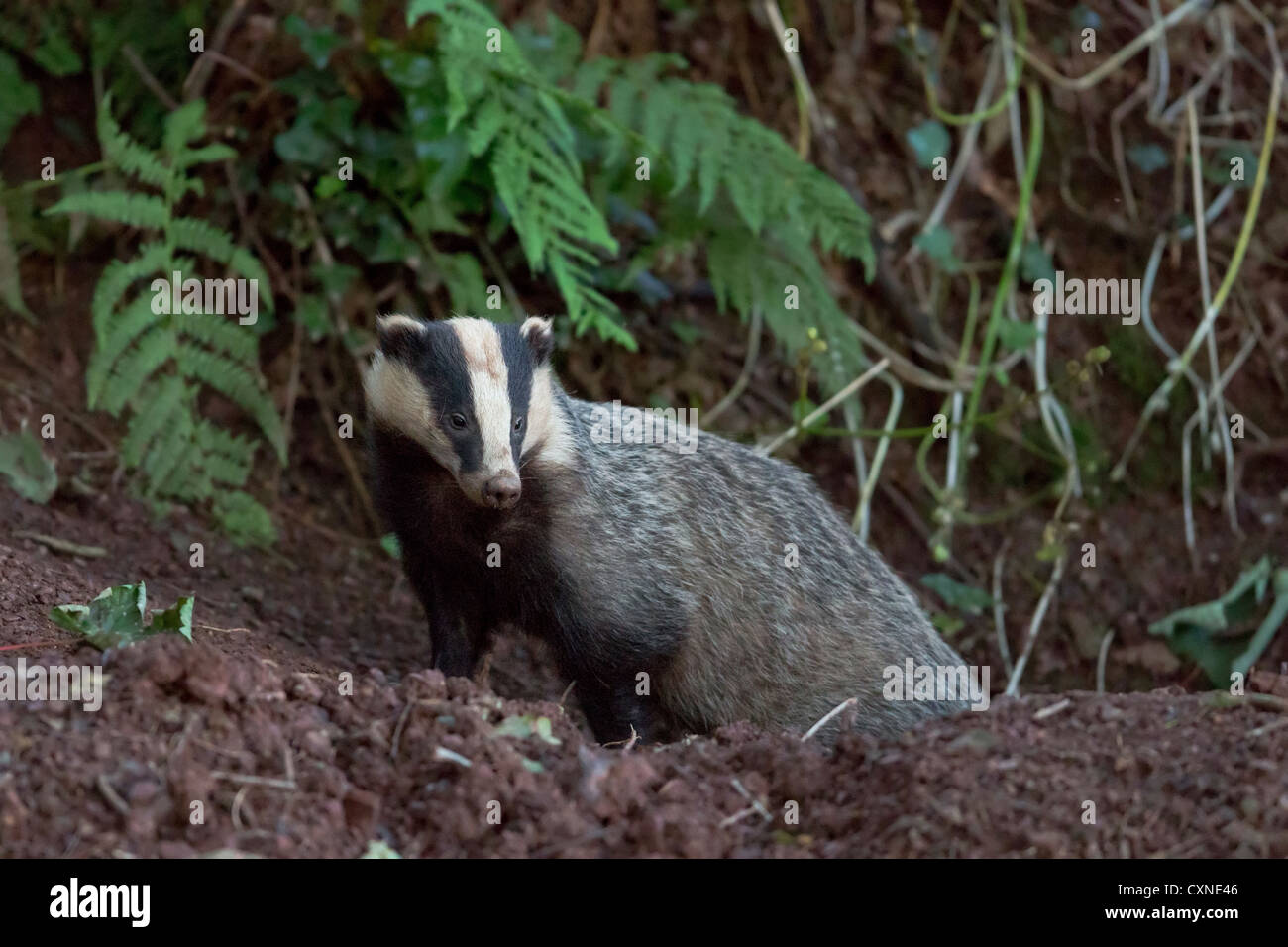 Badger meles meles hi-res stock photography and images - Alamy
