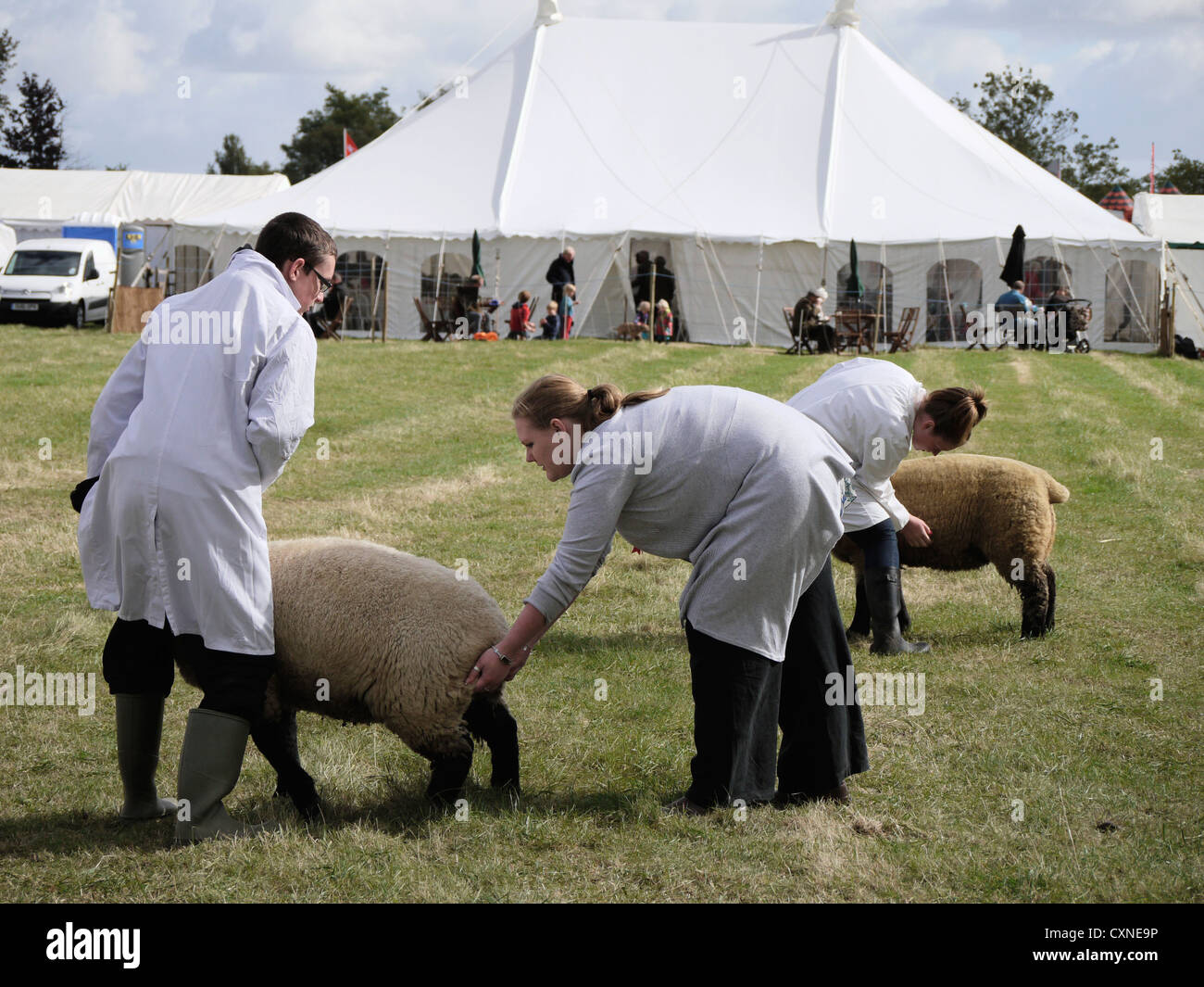 Sheep judging hi-res stock photography and images - Alamy