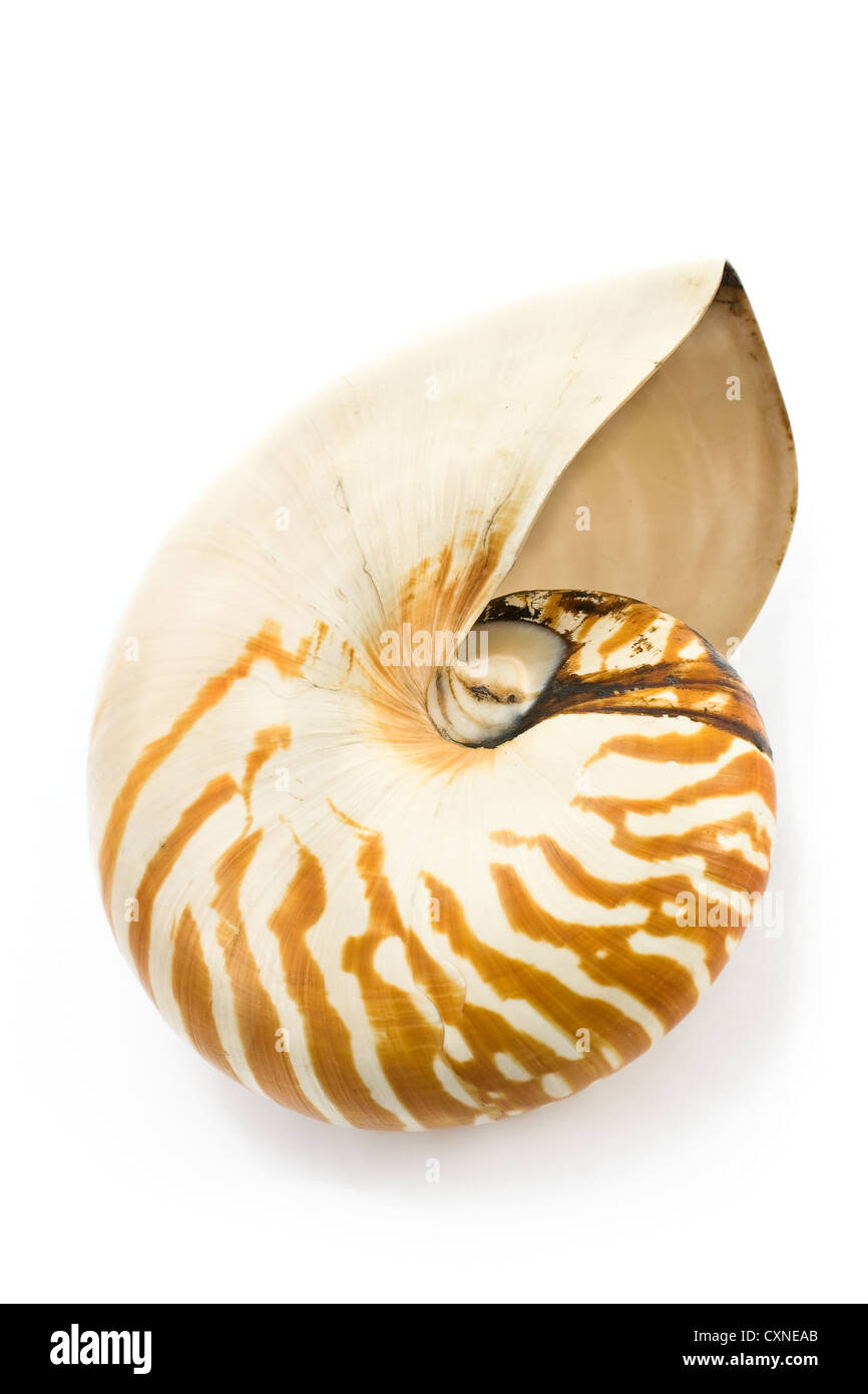 Nautilus shell isolated on white Stock Photo - Alamy