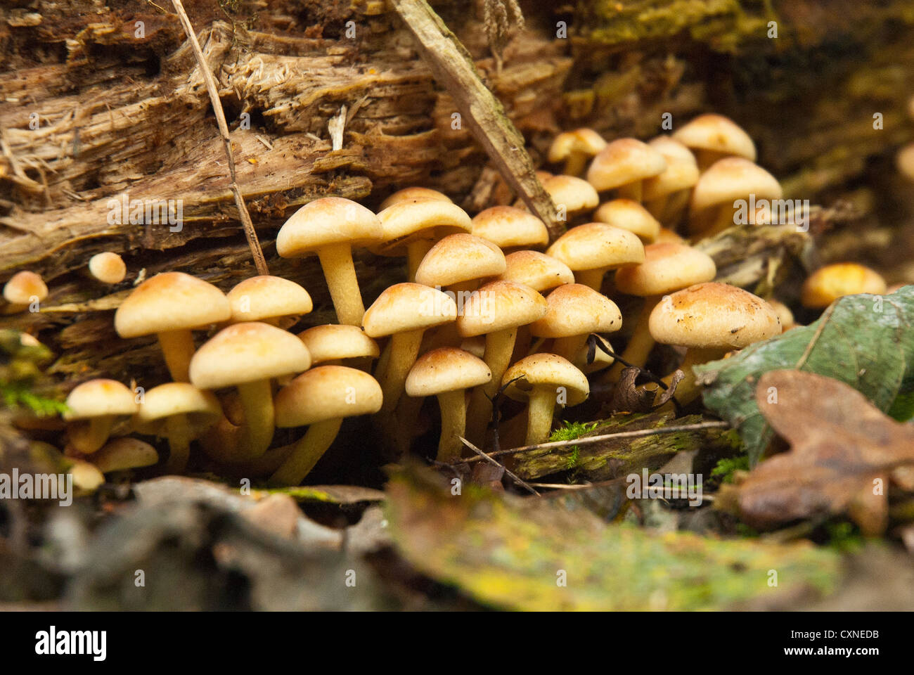 Cluster of toadstools with rotting bark and fallen eaves. Autumn Stock ...