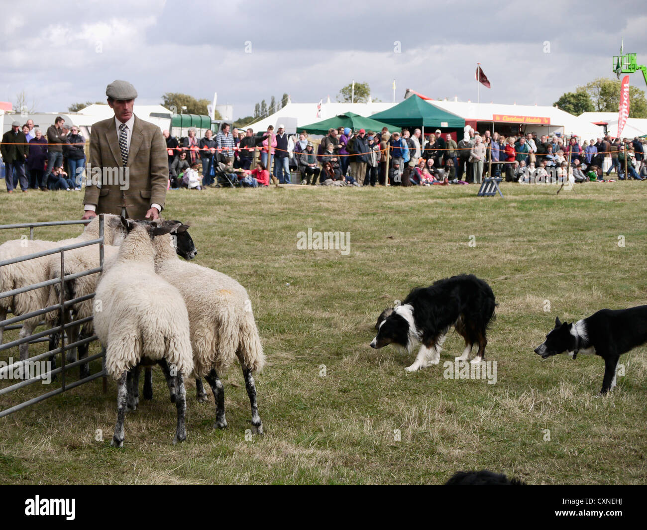 Penning sheep hi-res stock photography and images - Alamy
