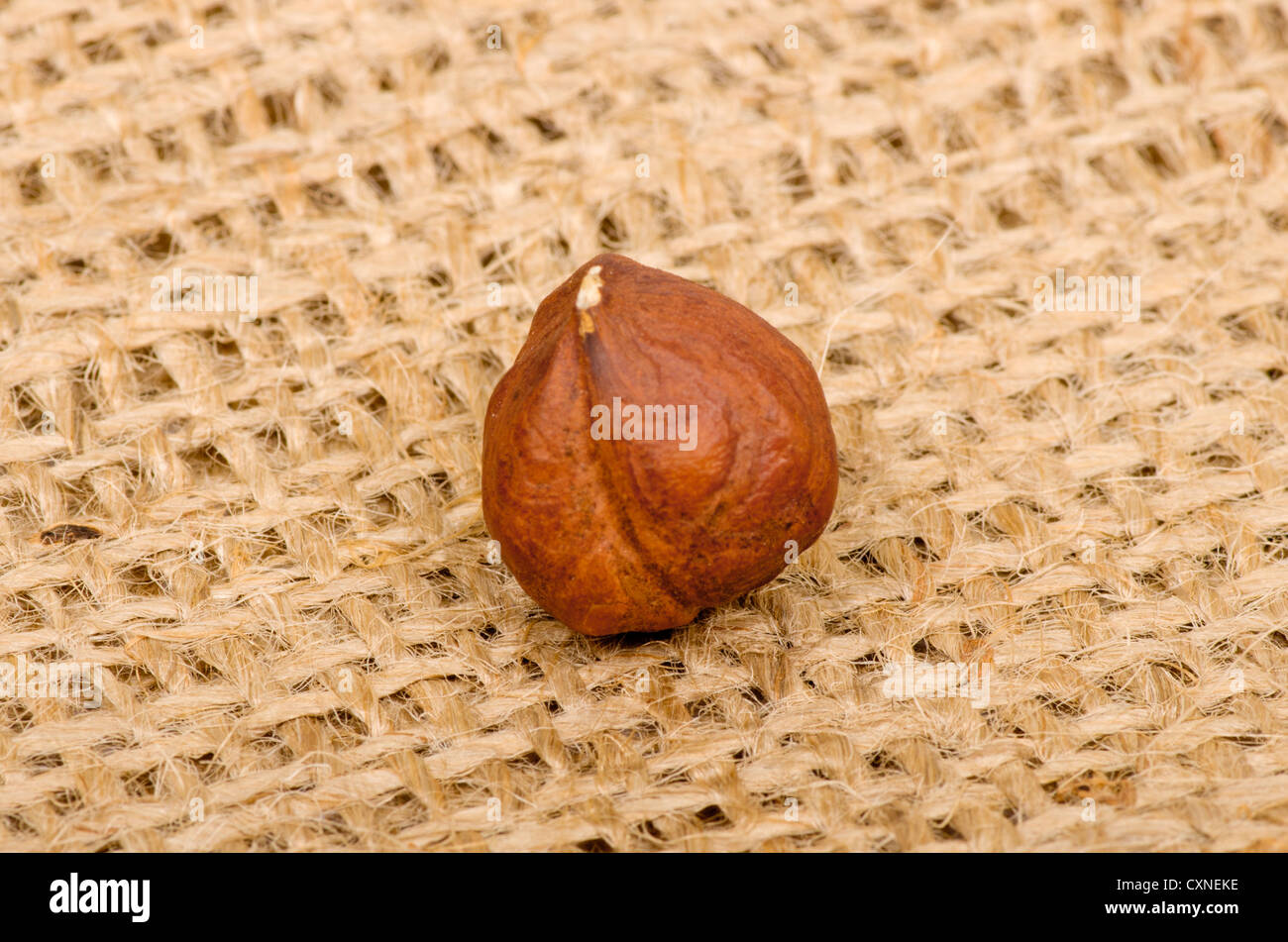 Hazelnuts on burlap background Stock Photo - Alamy