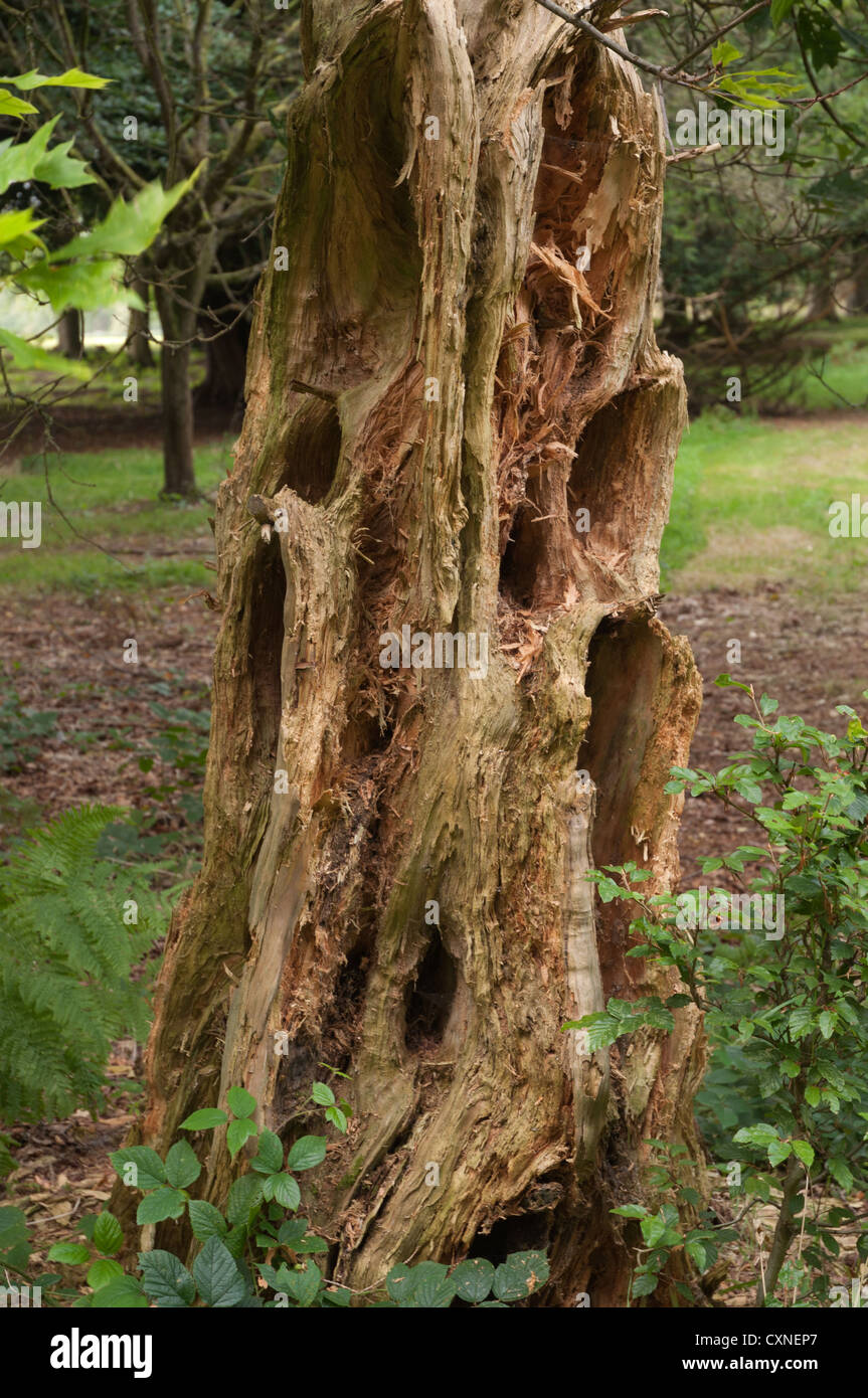 Decayed tree stump hi-res stock photography and images - Alamy