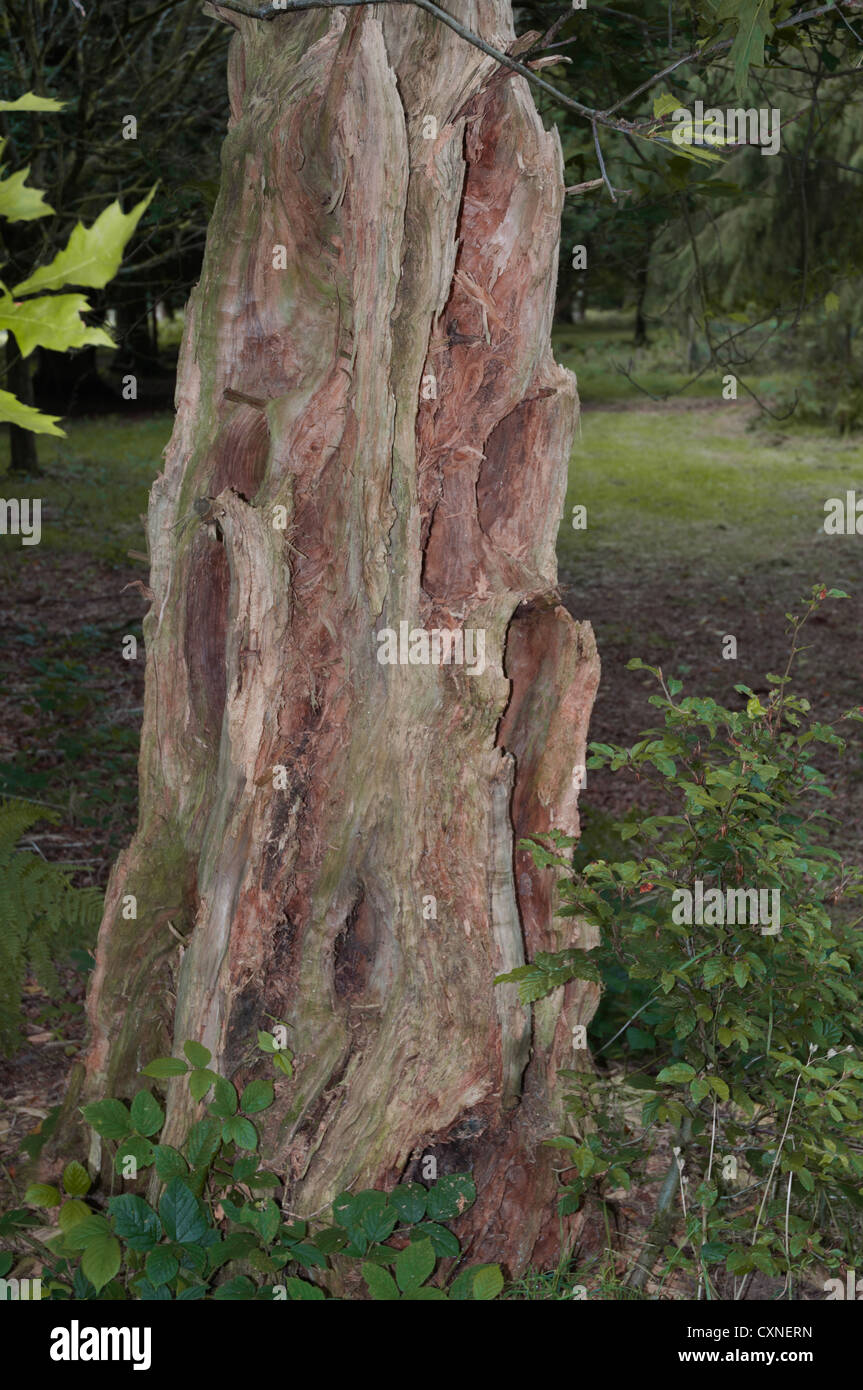 Dead tree bark hi-res stock photography and images - Alamy
