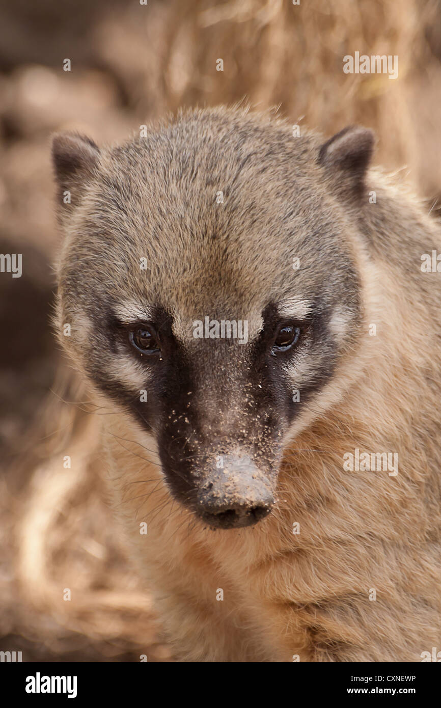 Coati portrait hi-res stock photography and images - Alamy